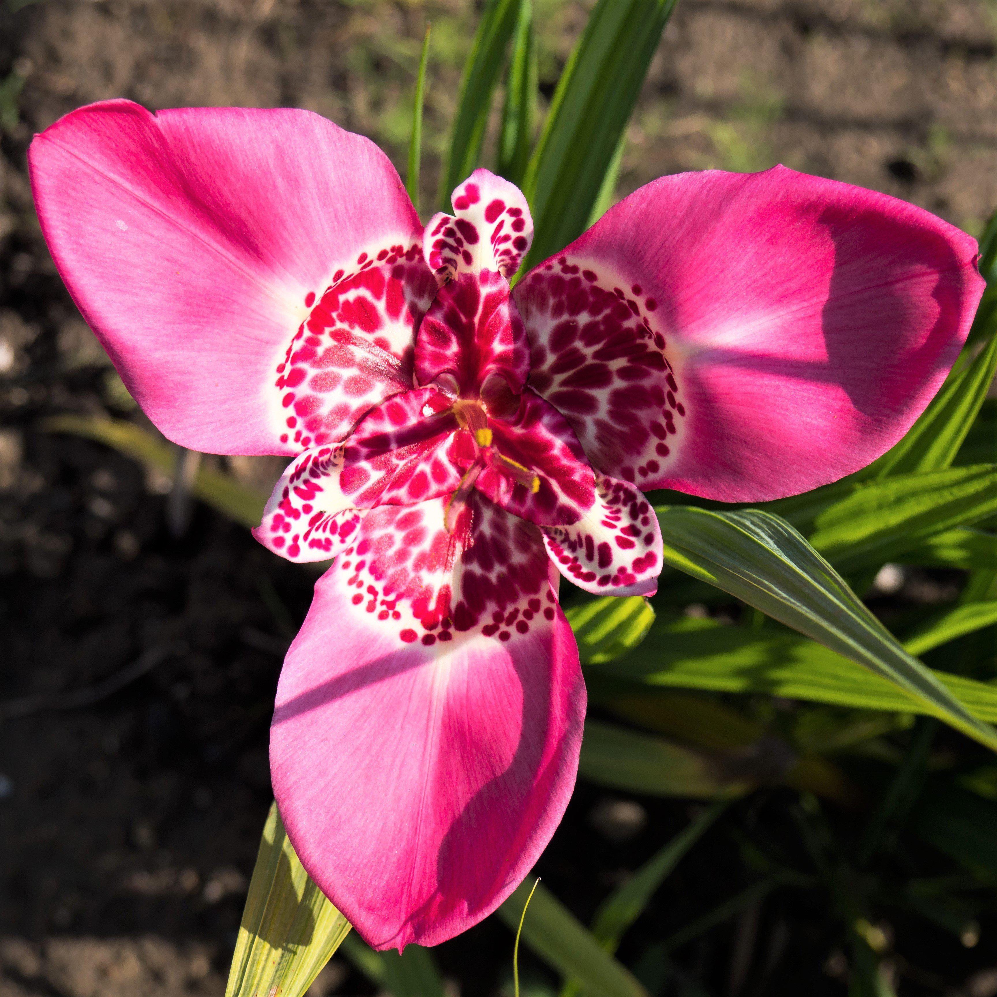 Tiger Flower (Tigridia) Bulbs for Sale – Easy To Grow Bulbs