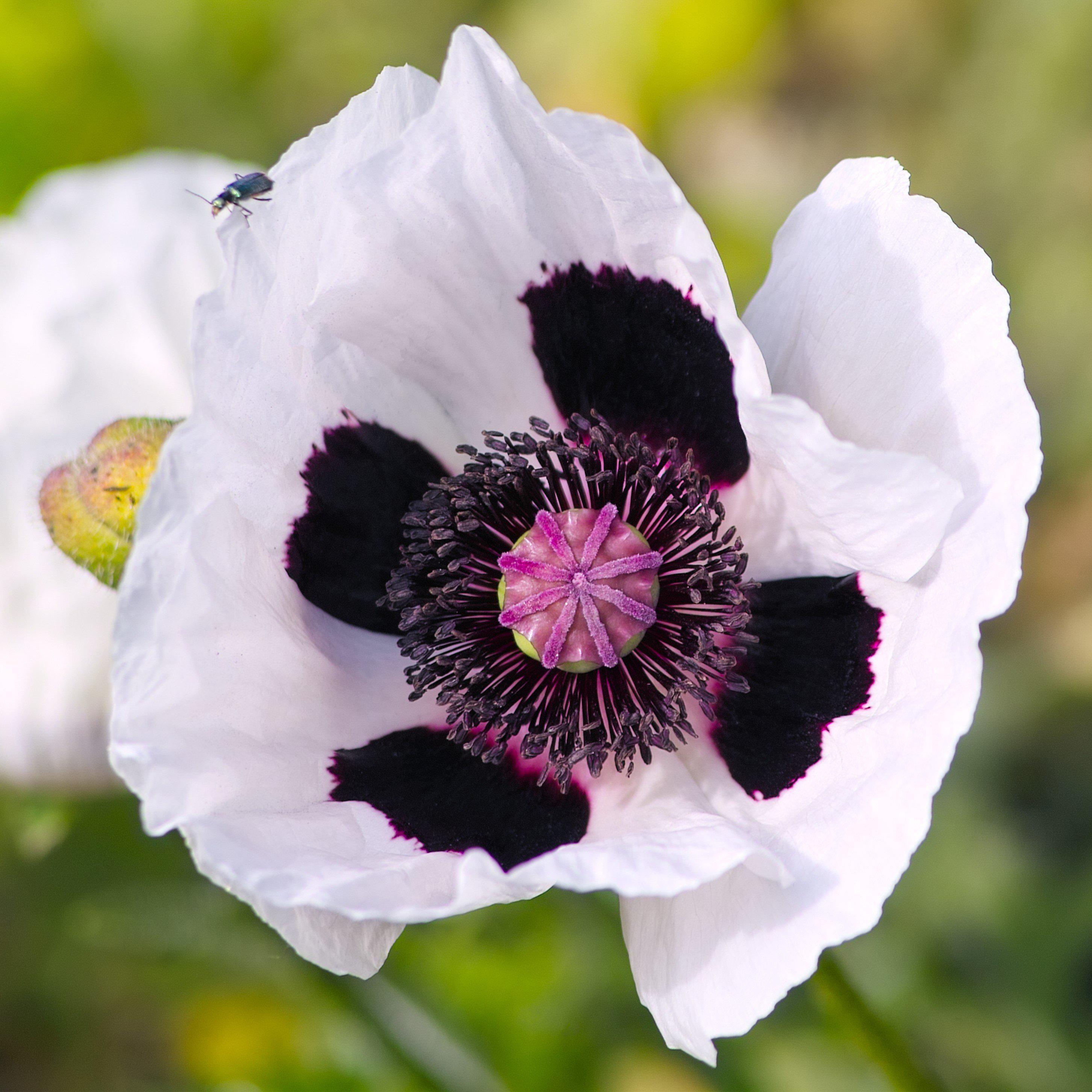 Vibrant Starter Plant For Sale | Oriental Poppy (Papaver) – Easy To ...
