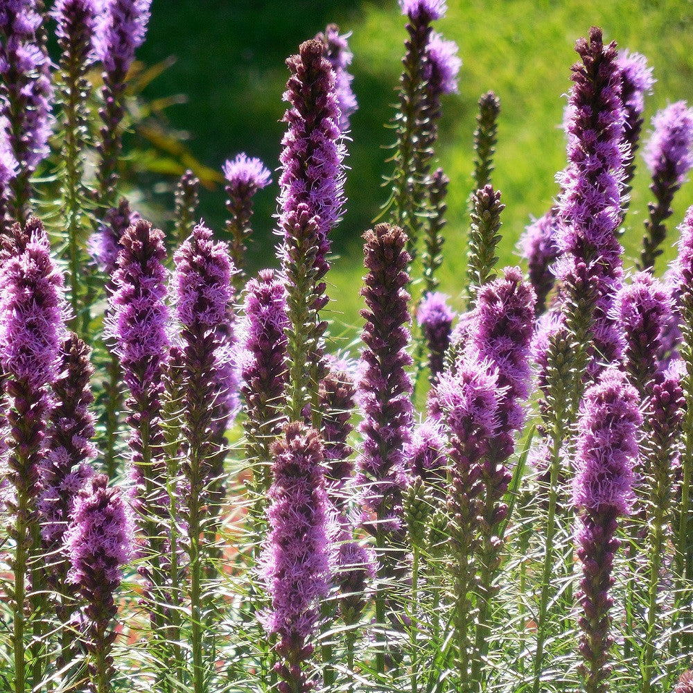 Native Plants – Easy To Grow Bulbs