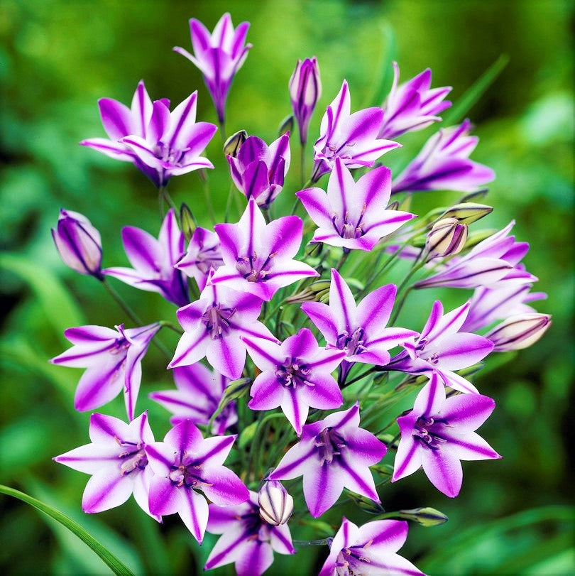 Triteleia (Brodiaea) Bulbs for Sale | Easy to Grow™ – Easy To Grow Bulbs