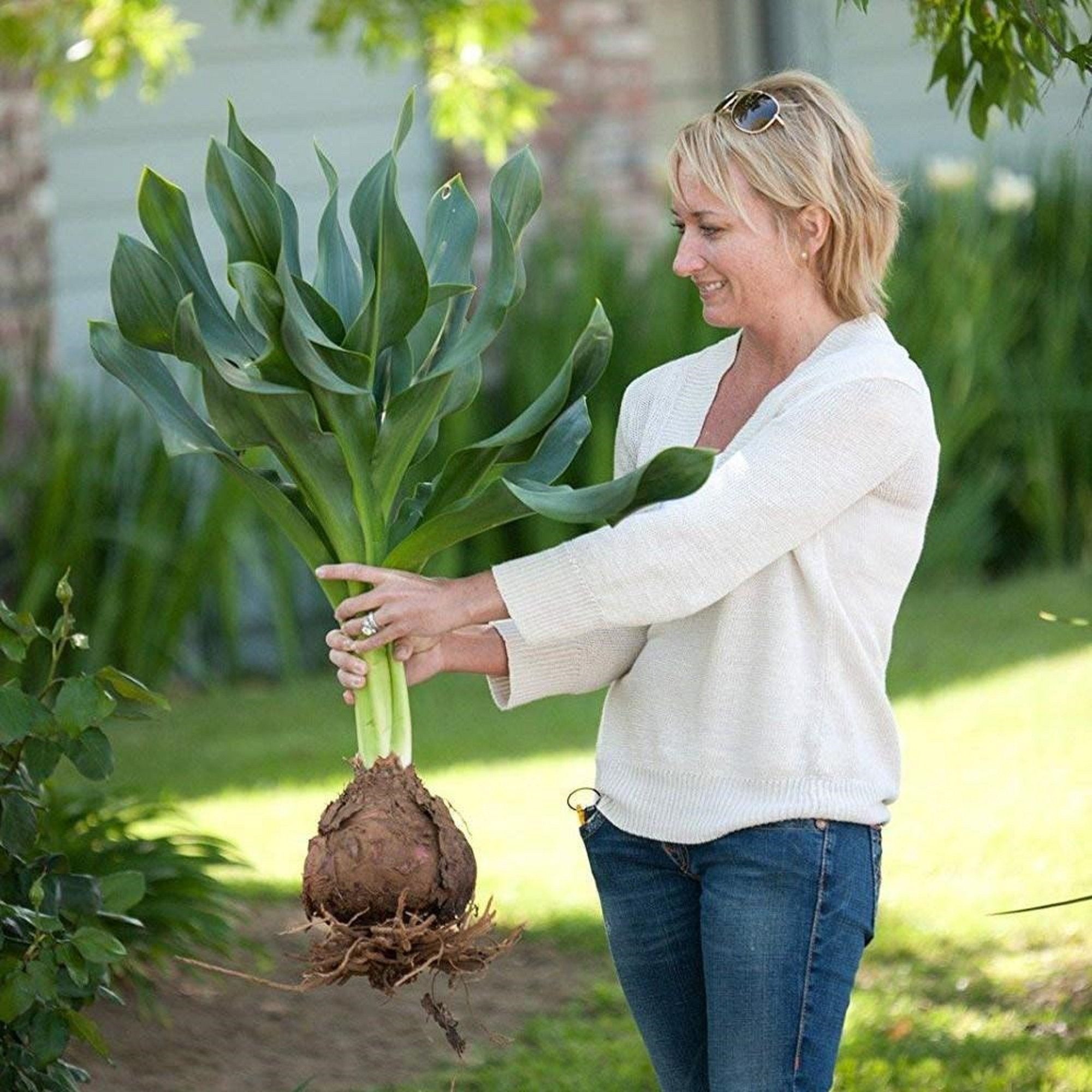 Giant Sea Squill Plants For Sale | Urginea Maritima (Fragrant) – Easy ...