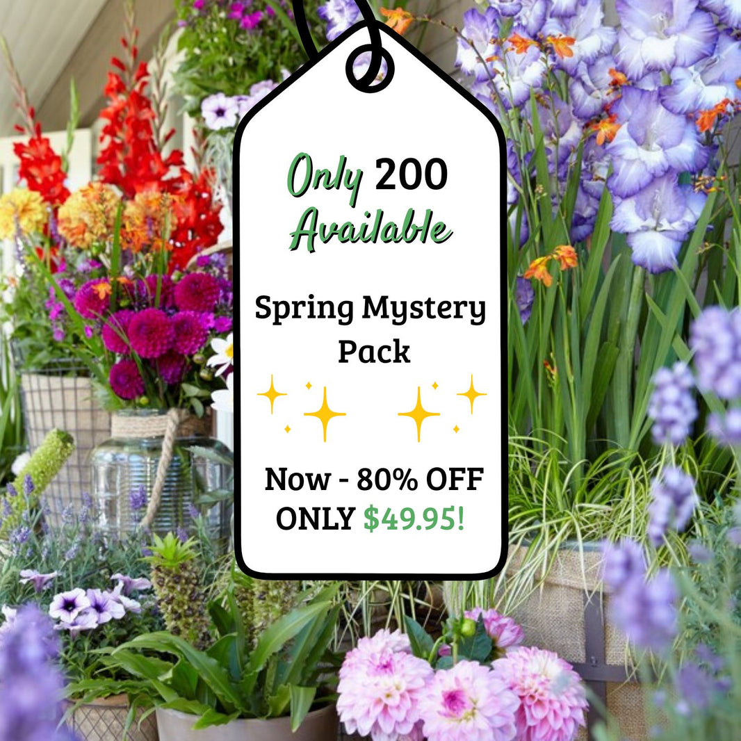 Easy To Grow - Buy Flower Bulbs & Plants Online! – Easy To Grow Bulbs