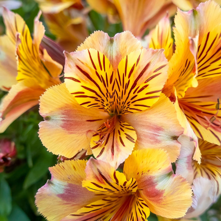 Beautiful Peruvian Lily | Alstroemeria Plants For Sale Online – Easy To ...