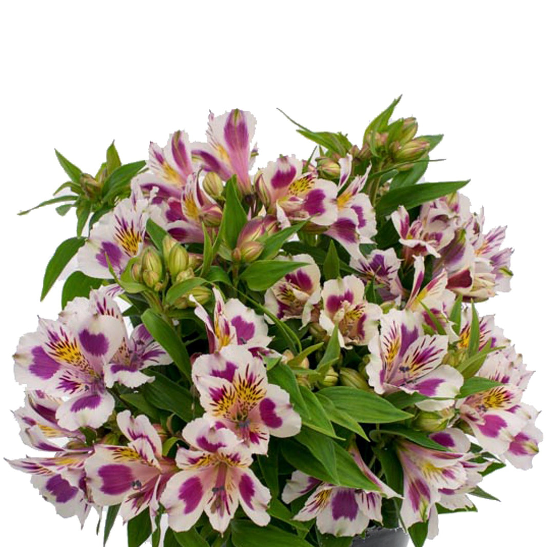 Beautiful Peruvian Lily | Alstroemeria Plants For Sale Online – Easy To ...