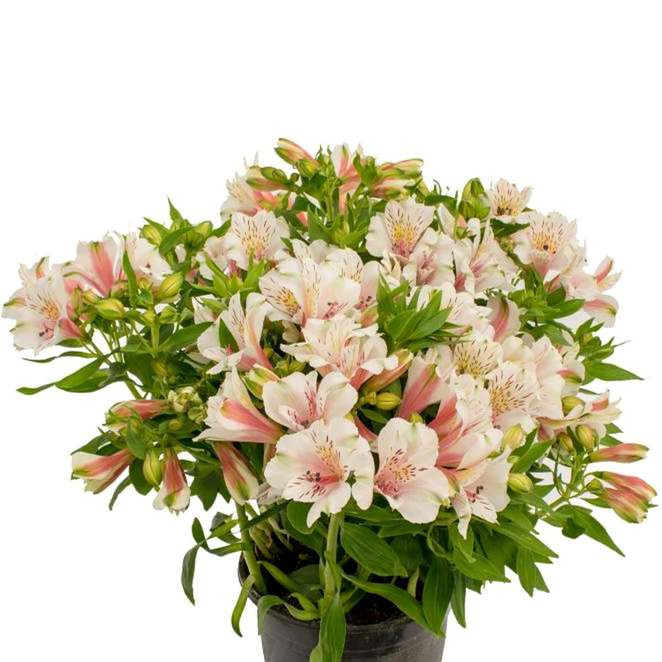 Beautiful Peruvian Lily | Alstroemeria Plants For Sale Online – Easy To ...