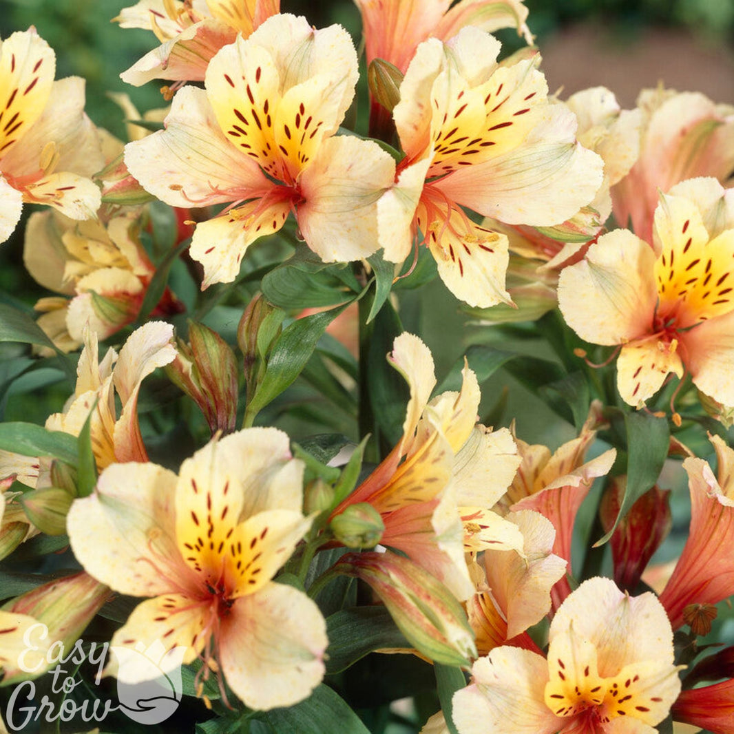 Beautiful Peruvian Lily | Alstroemeria Plants For Sale Online – Easy To ...