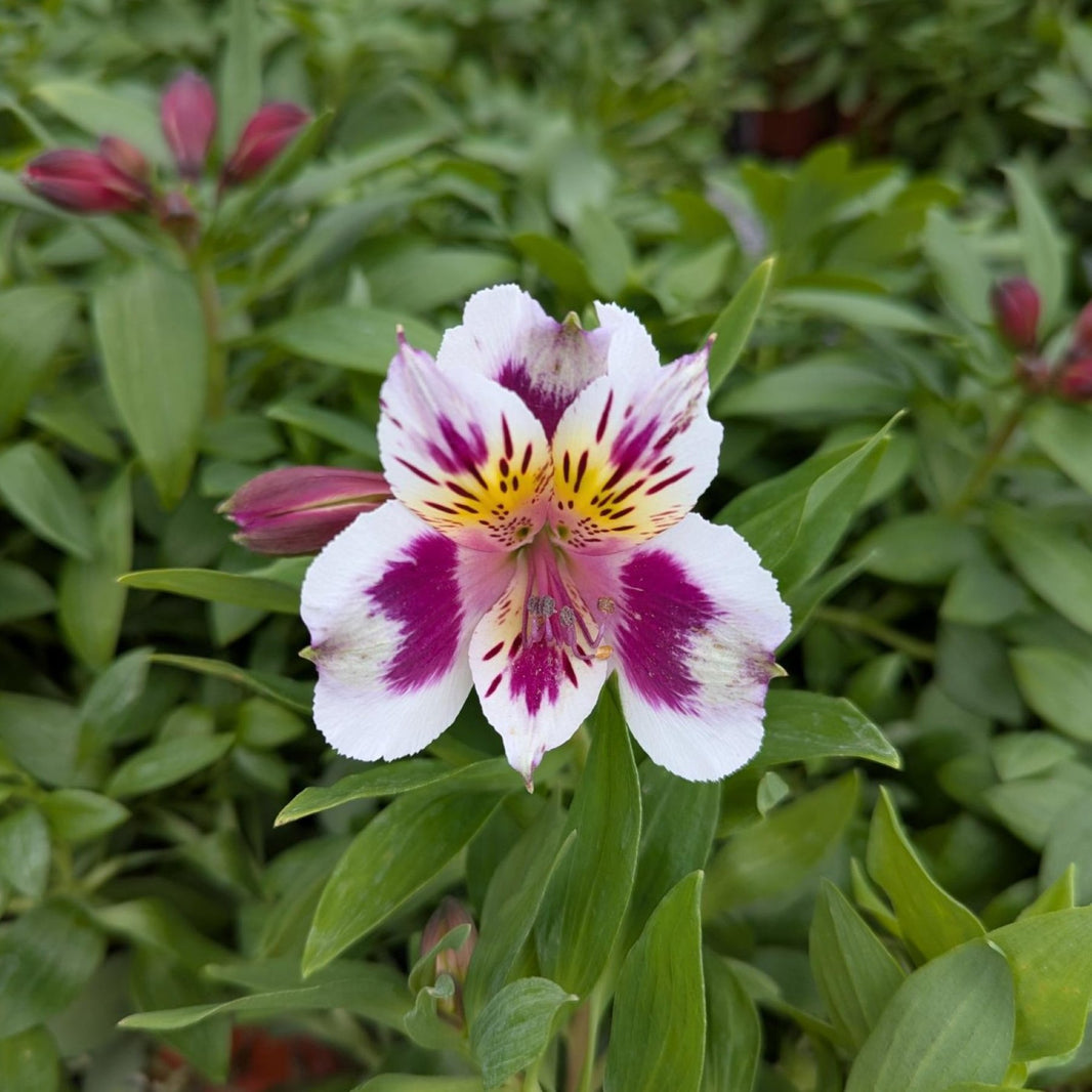 Alstroemeria (Princess Lilies) – Easy To Grow Bulbs
