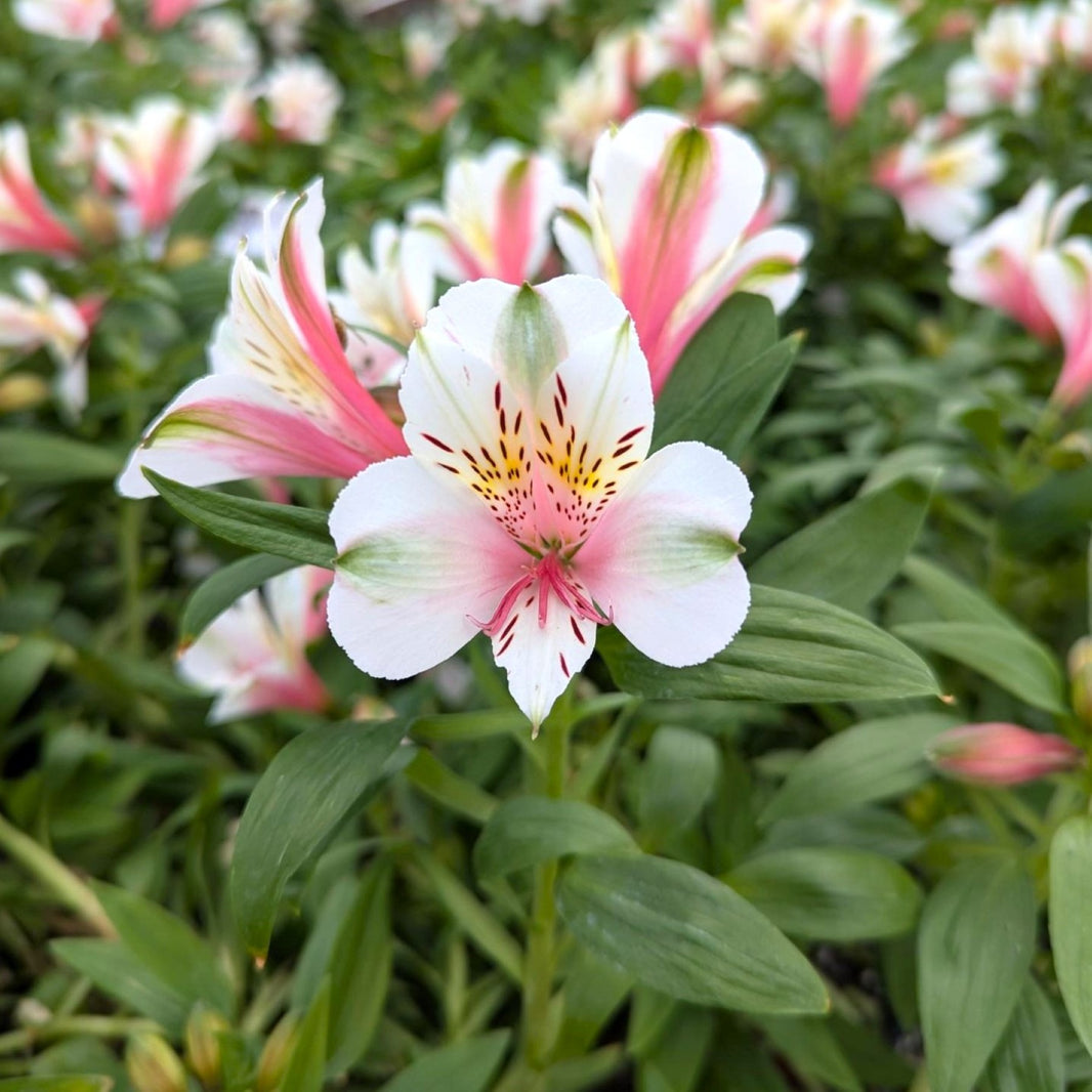 Beautiful Peruvian Lily | Alstroemeria Plants For Sale Online – Easy To ...