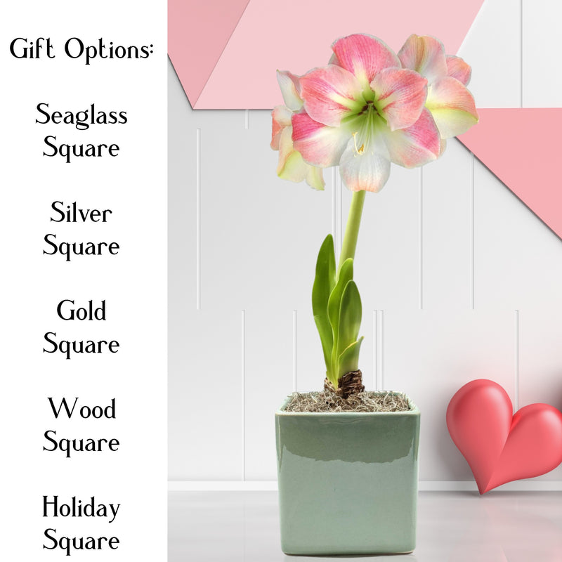 Pre-Planted Pink Amaryllis Appleblossom Gift – Easy To Grow Bulbs
