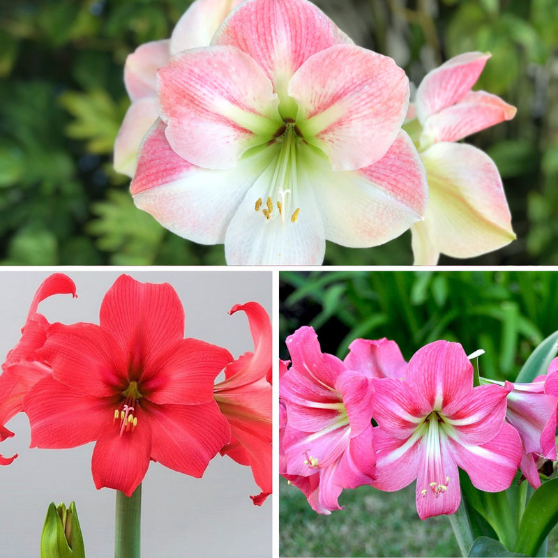 Gorgeous Pink Amaryllis Bulbs for Sale Online | Pink Ladies – Easy To ...