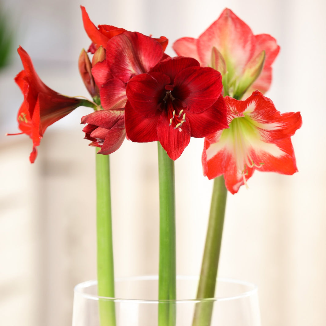 Amaryllis Bulbs for Sale – Easy To Grow Bulbs