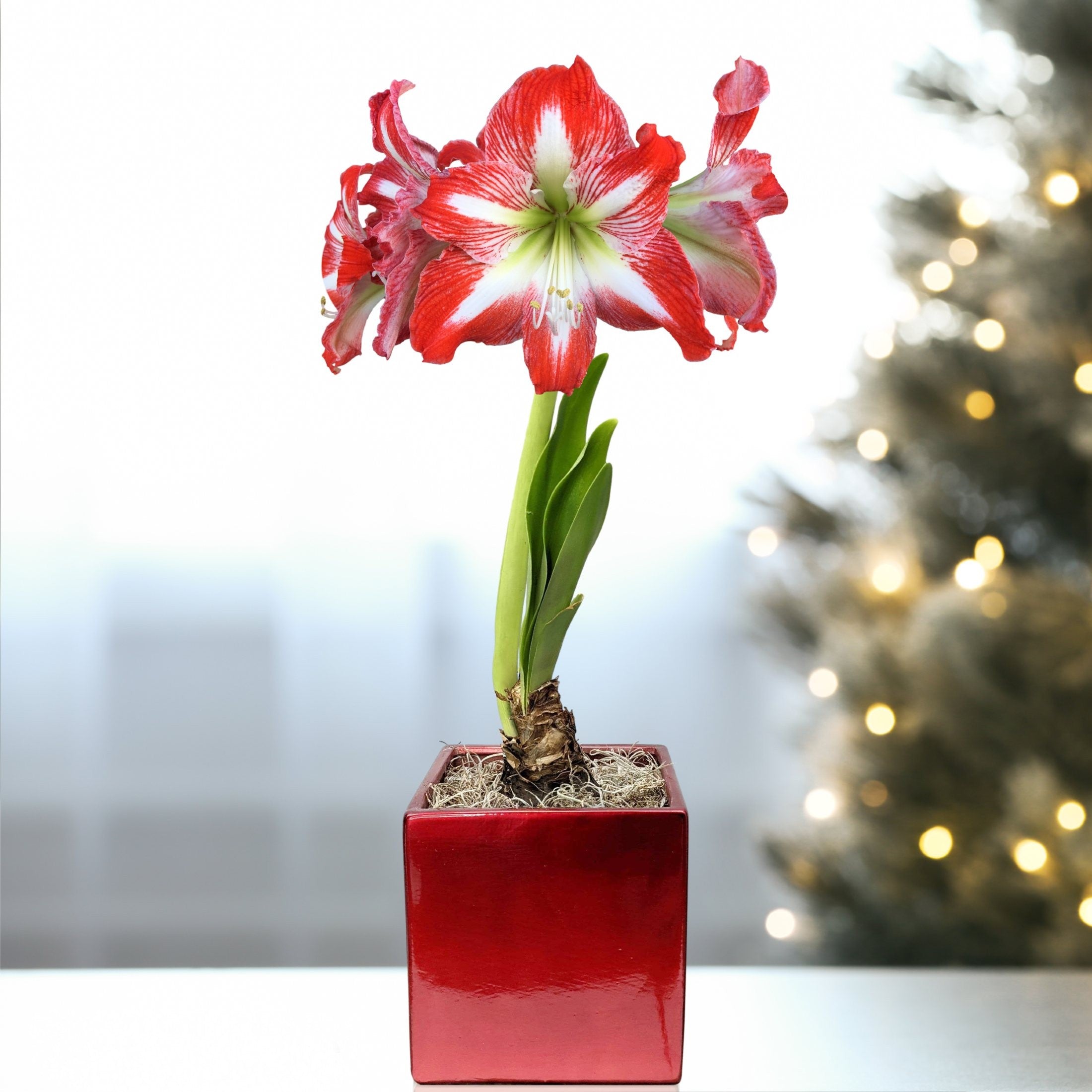 Candy Cane Amaryllis Bulbs For Sale Online | Amaryllis Clown – Easy To ...