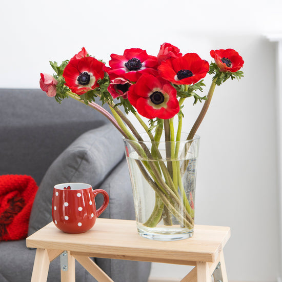 Striking Red Anemone Bulbs For Sale Online | His Excellency – Easy To ...