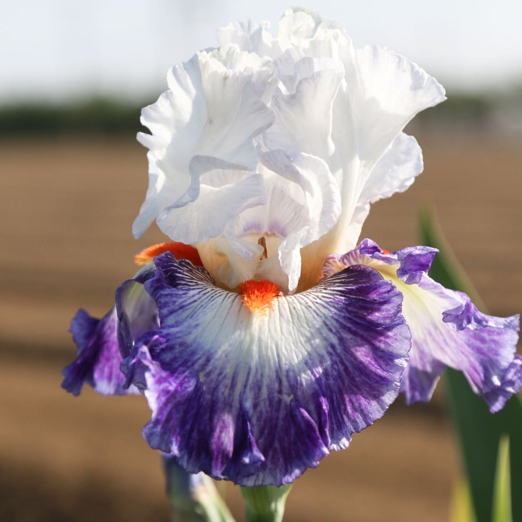 Purple & White Reblooming Bearded Iris Gypsy Lord Rhizomes – Easy To ...