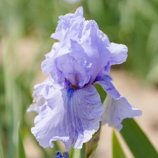 Lavender and White Reblooming Bearded Iris Rio Vista Rhizomes – Easy To ...