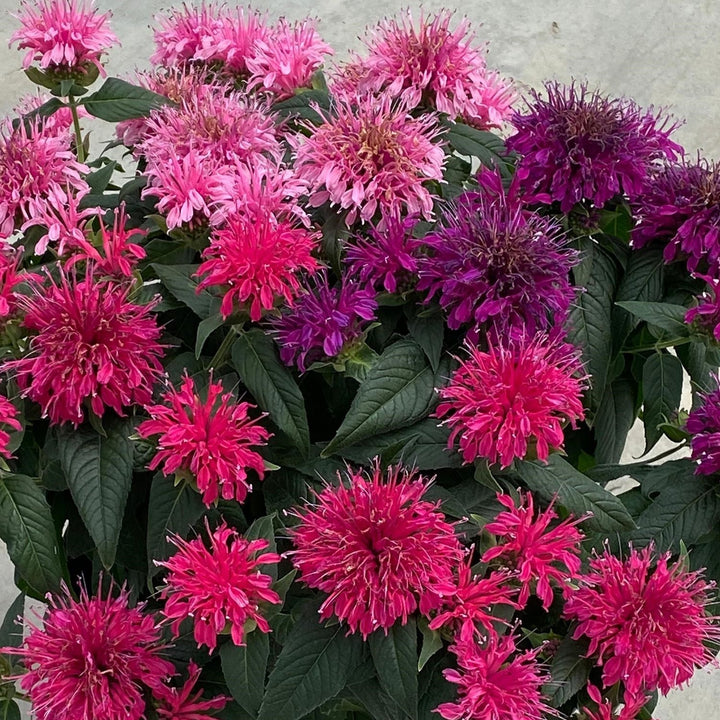 Beautiful Starter Plant For Sale Online | Bee Balm (Monarda) – Easy To ...