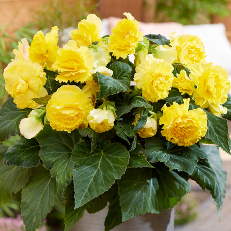 Cheerful Yellow Begonia Bulbs For Sale | Giant Ruffled Yellow – Easy To ...
