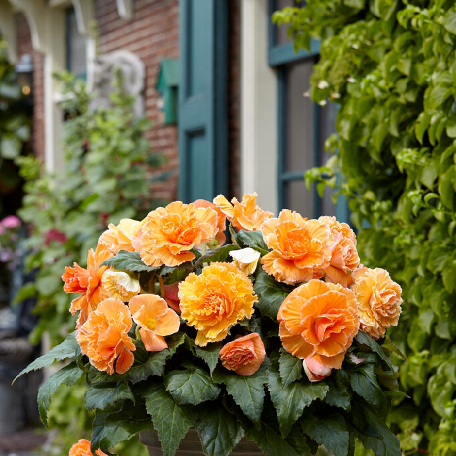 Shade Lovers – Easy To Grow Bulbs