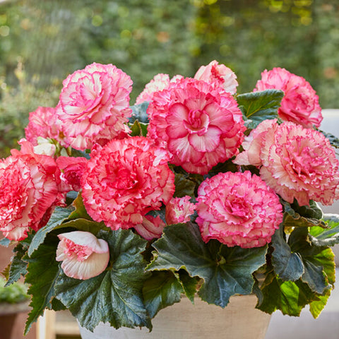 Begonia Bulbs for Sale – Easy To Grow Bulbs