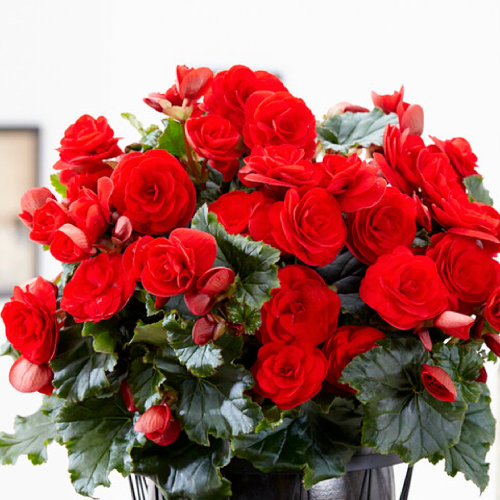 Bright Red Begonia Bulbs For Sale Online | Giant Ruffled Red – Easy To ...