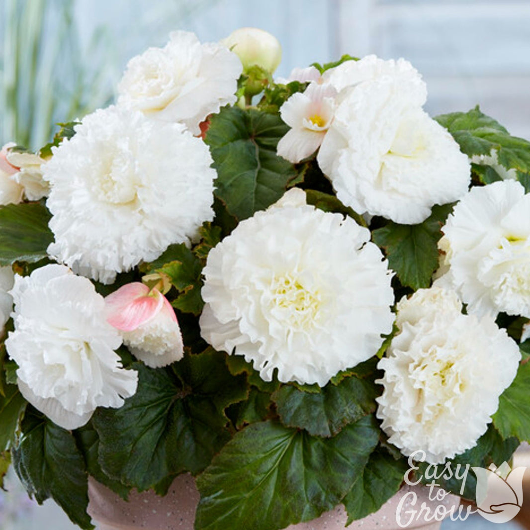 Begonias – Easy To Grow Bulbs
