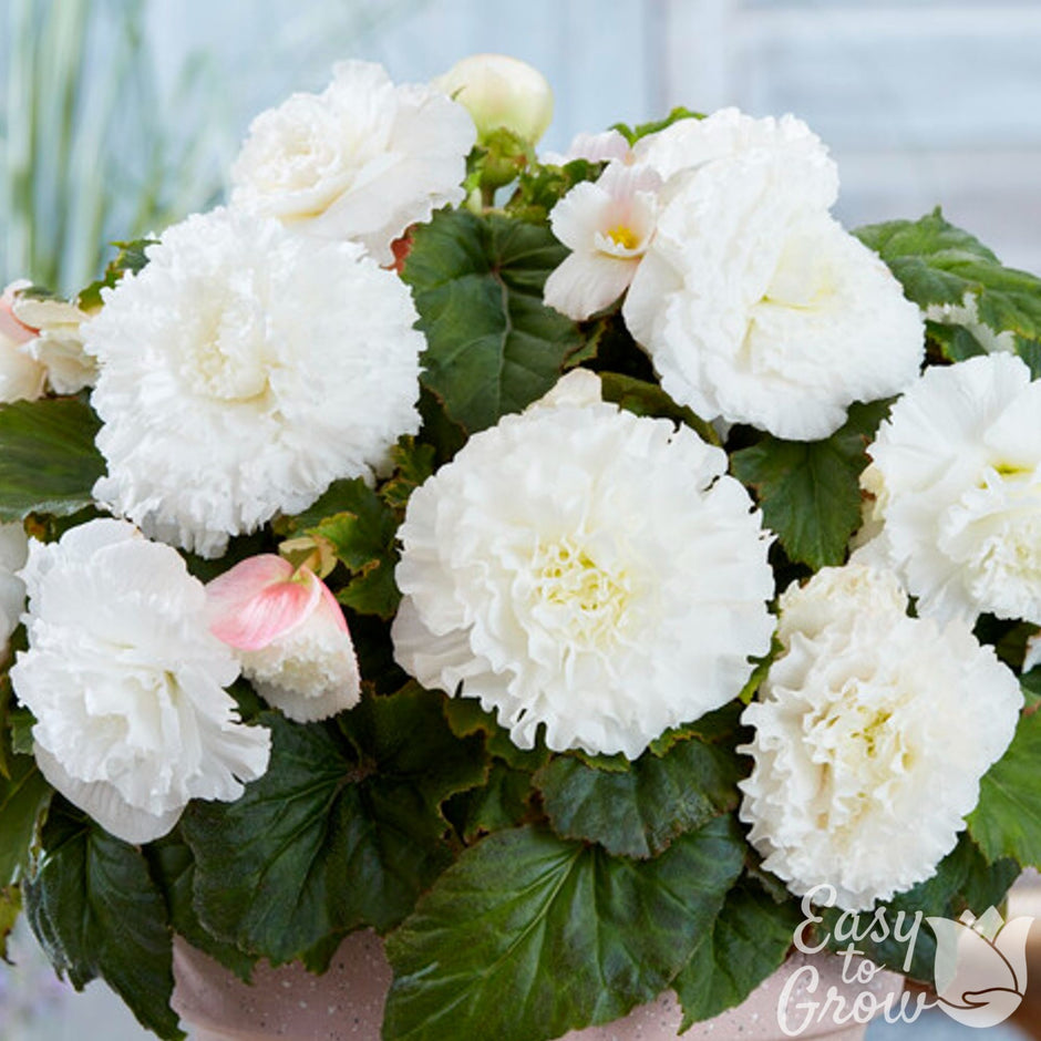 Begonias – Easy To Grow Bulbs
