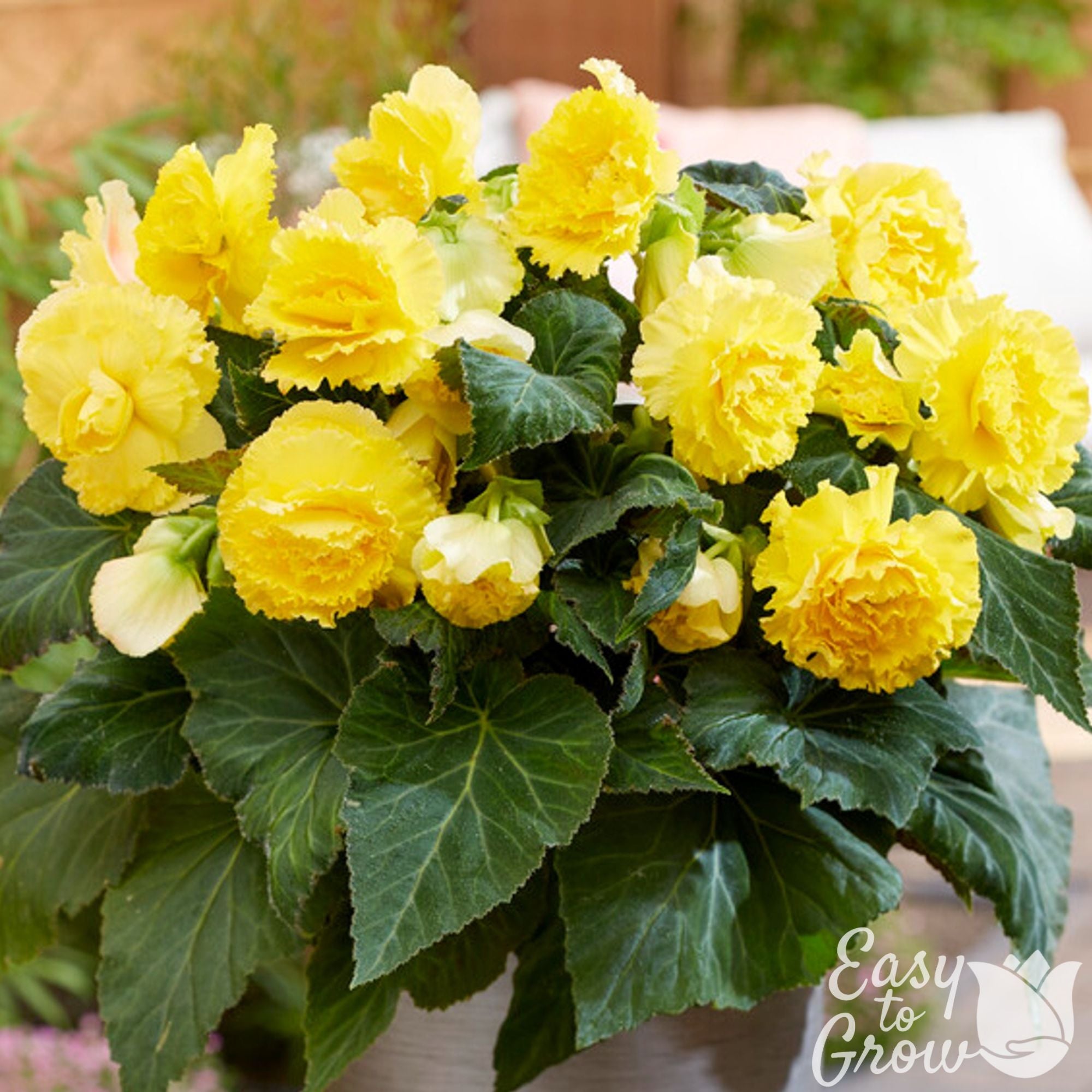 Begonias – Easy To Grow Bulbs