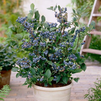 Blueberry Plants for Sale Online | Elliott – Easy To Grow Bulbs