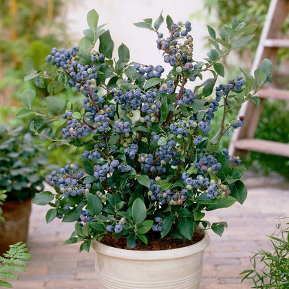 Blueberry Plants for Sale Online | Elliott – Easy To Grow Bulbs