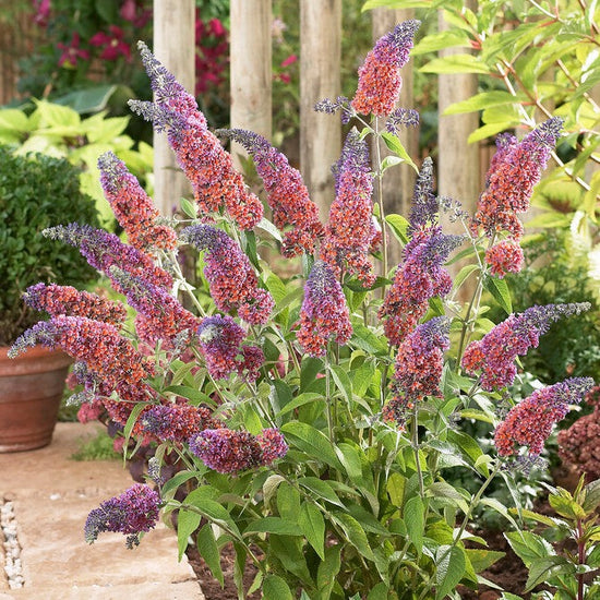 Orange Magenta Butterfly Bush Plants for Sale Online | Bicolor – Easy ...