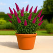 2 Pack Butterfly Bush Buzz Hot Raspberry Potted Plants – Easy To Grow Bulbs