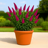 2 Pack Butterfly Bush Buzz Hot Raspberry Potted Plants – Easy To Grow Bulbs