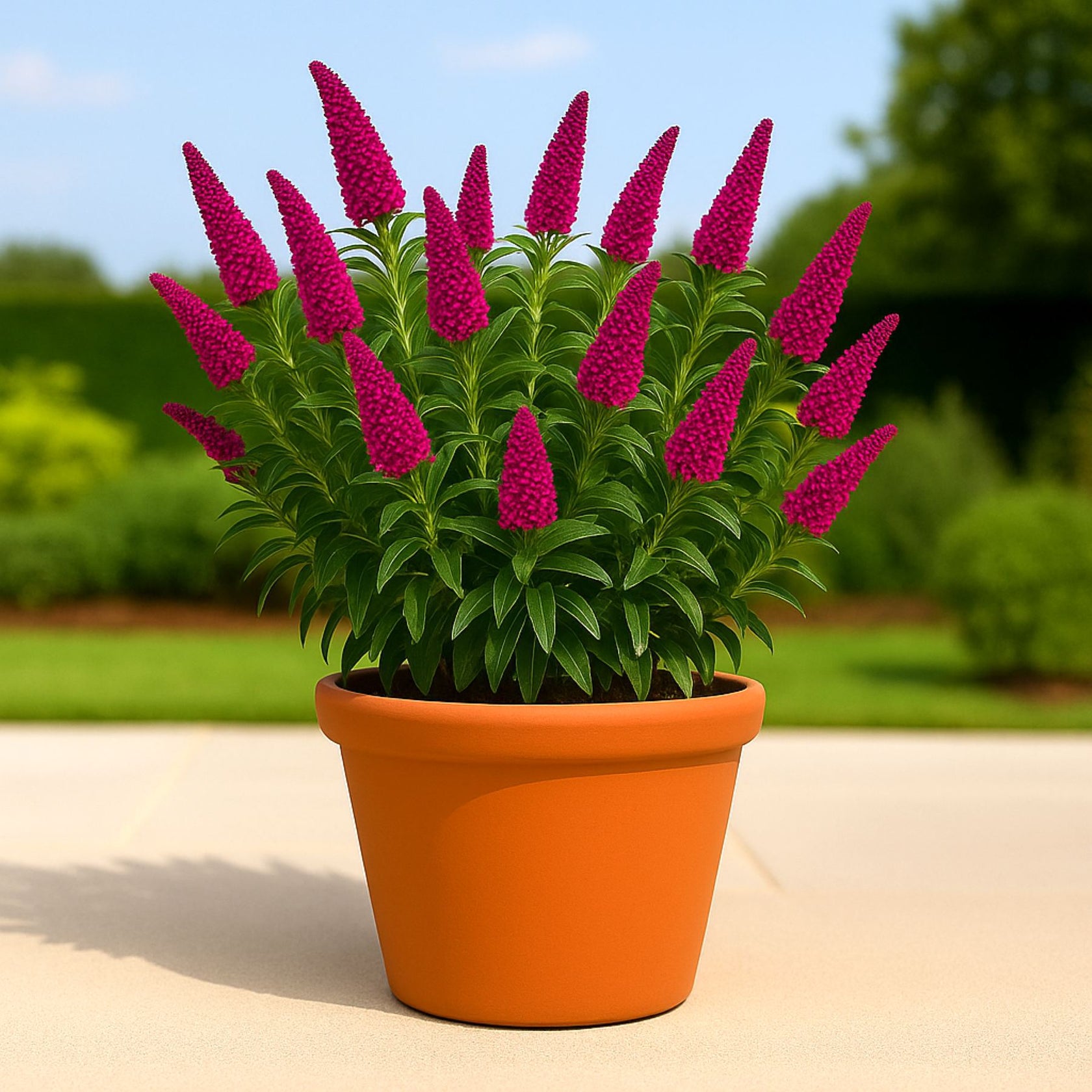 2 Pack Butterfly Bush Buzz Hot Raspberry Potted Plants – Easy To Grow Bulbs