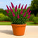 2 Pack Butterfly Bush Buzz Hot Raspberry Potted Plants – Easy To Grow Bulbs