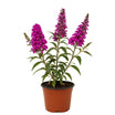 Butterfly Bush Buzz Hot Raspberry Potted Plants – Easy To Grow Bulbs