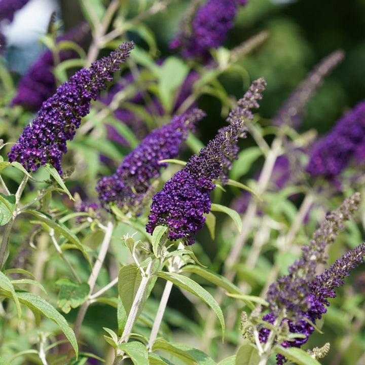 Butterfly Bush (Buddleia) – Easy To Grow Bulbs