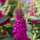 Butterfly Bush (Buddleia) – Easy To Grow Bulbs