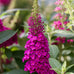 Butterfly Bush Buzz Hot Raspberry Potted Plants – Easy To Grow Bulbs