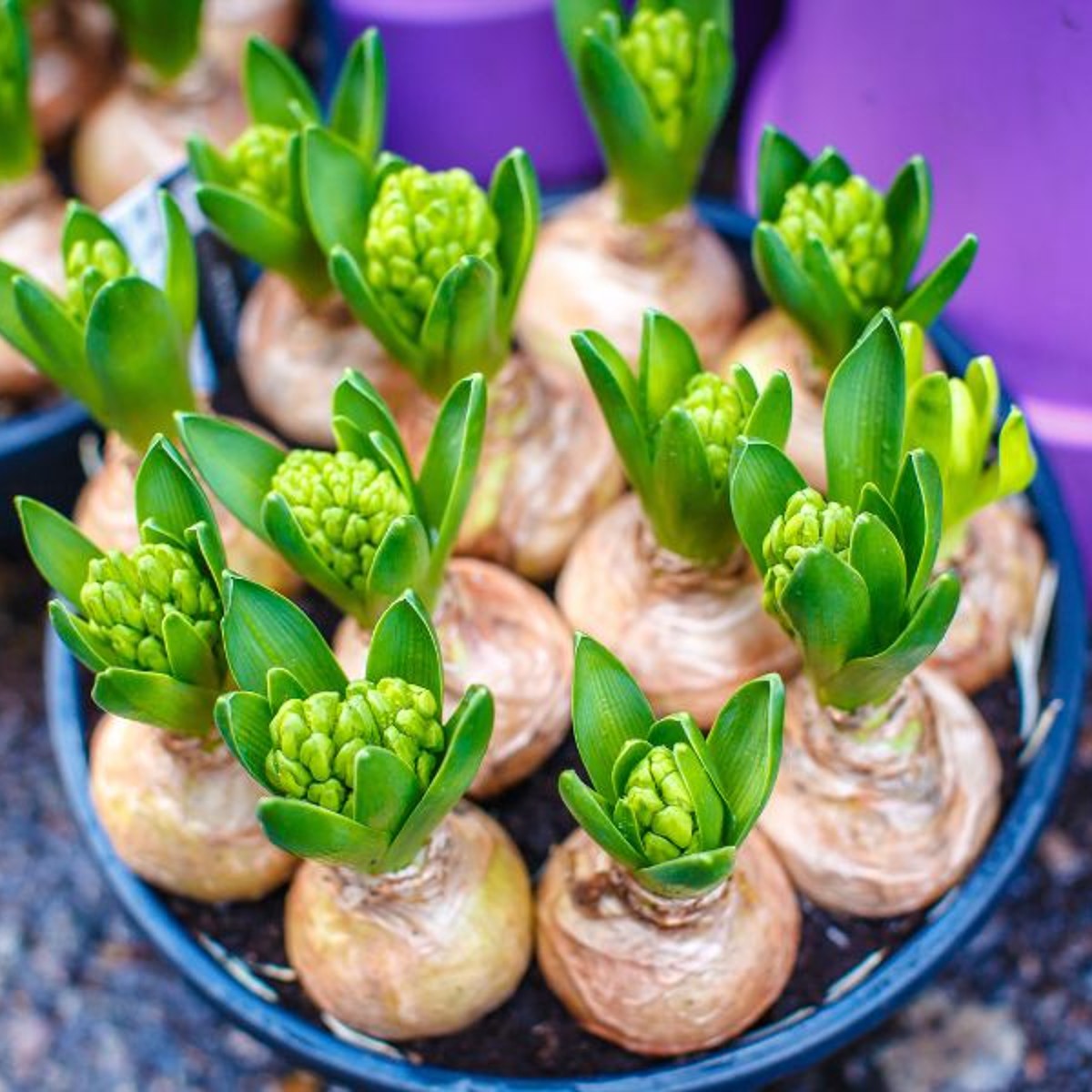 Spectacular Voodoo Lily Bulbs for Sale | Sauromatum Venosum – Easy To ...