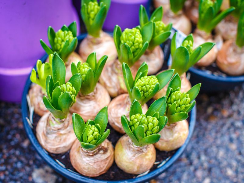 Easy To Grow Bulbs - Buy Flower Bulbs Online!