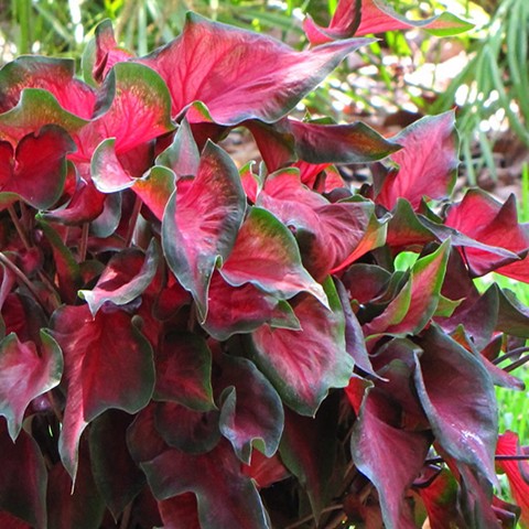 Brilliant Red Caladium Bulbs for Sale Online | Red Ruffles – Easy To ...