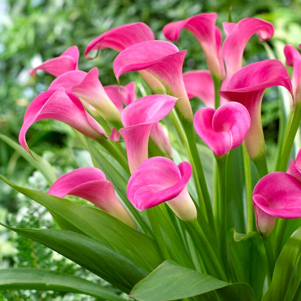Calla Lily Bulbs For Sale Online – Easy To Grow Bulbs