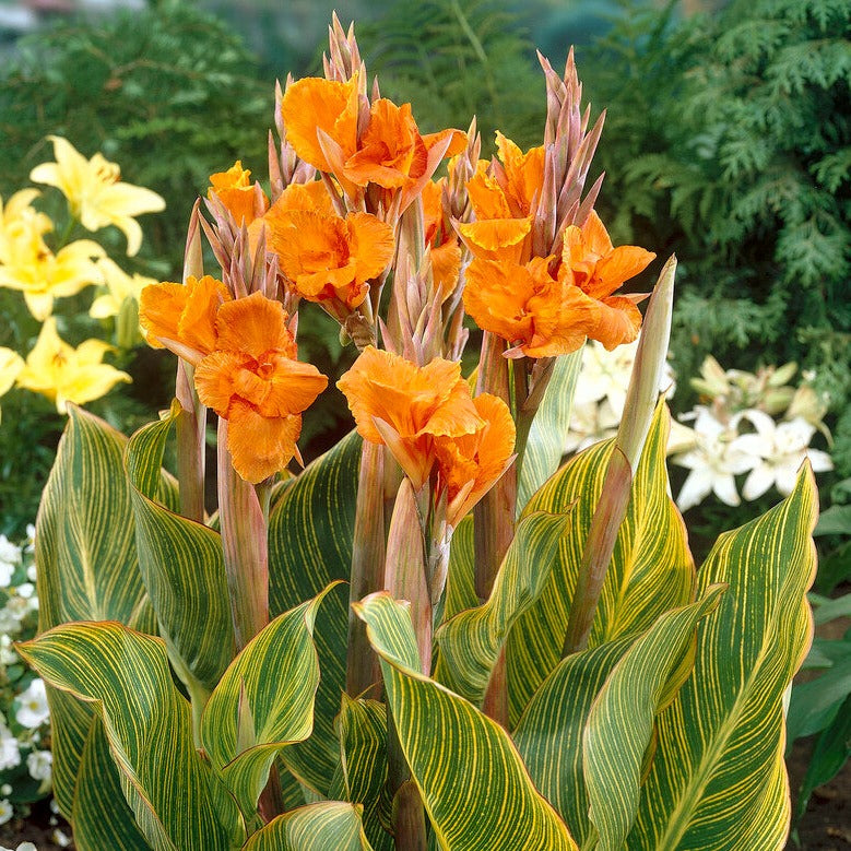 Deep Orange Flowering Cannas for Sale | Pretoria Bengal Tiger – Easy To ...