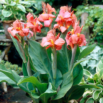 Canna Bulbs for Sale | Easy to Grow™ – Easy To Grow Bulbs