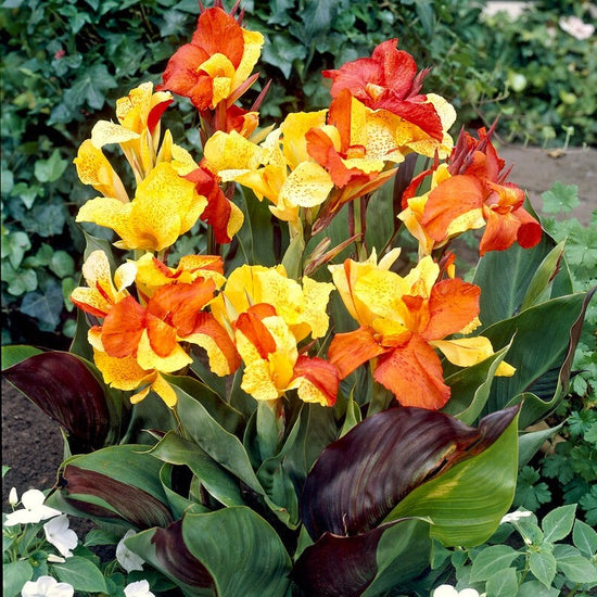 Bi-Color Flowering Canna | Canna Cleopatra Mix – Easy To Grow Bulbs