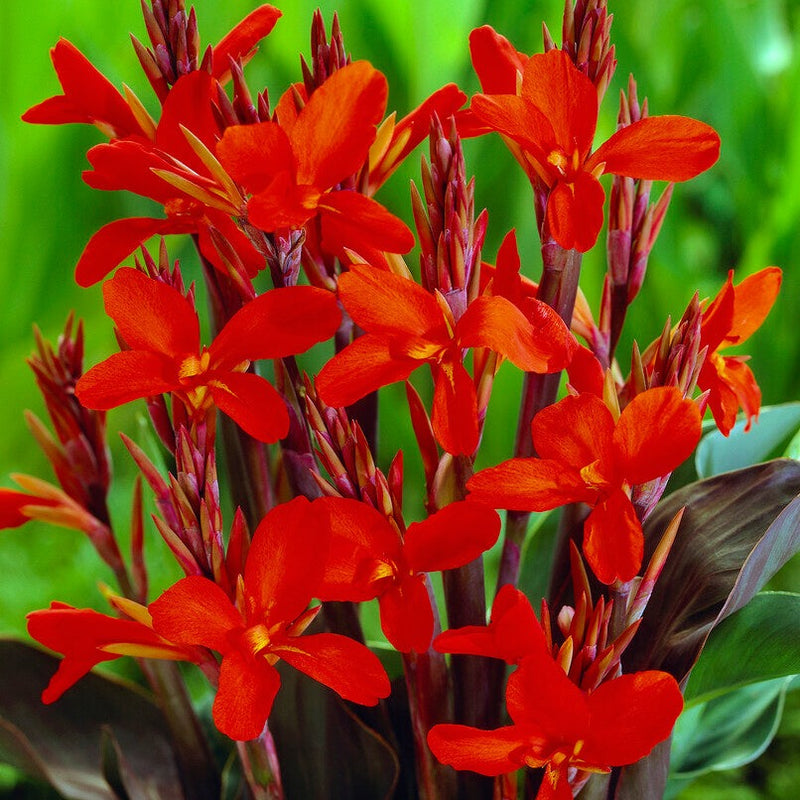 Red Flowering Cannas for Sale | Canna The President – Easy To Grow Bulbs