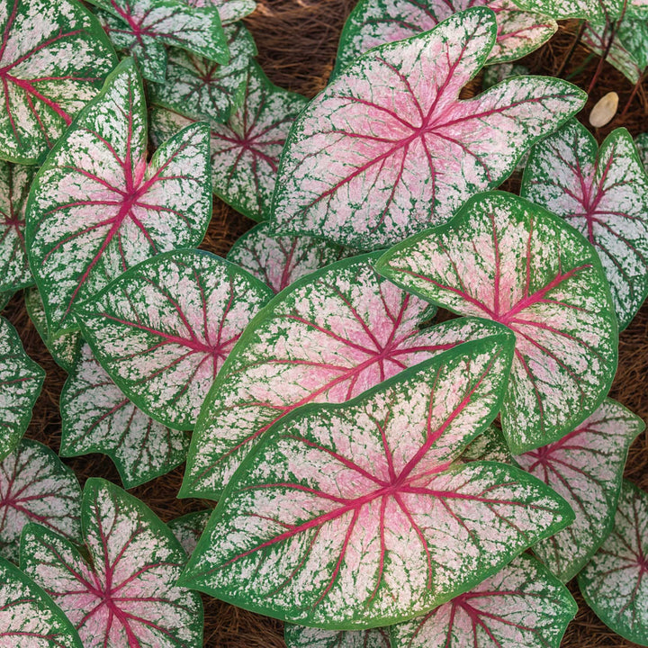 Caladium Bulbs For Sale – Easy To Grow Bulbs