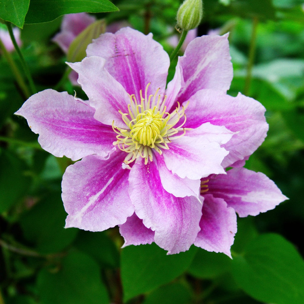Shop All Vines – Easy To Grow Bulbs