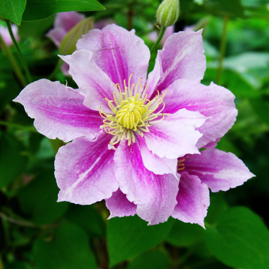 Clematis Planting & Growing Guide - Easy to Grow – Easy To Grow Bulbs