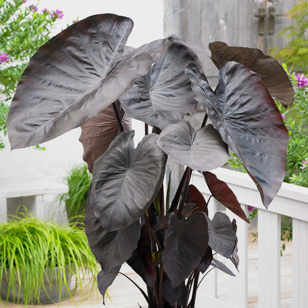 Dark Colocasia Bulbs for Sale | Diamond Head Elephant Ear – Easy To ...